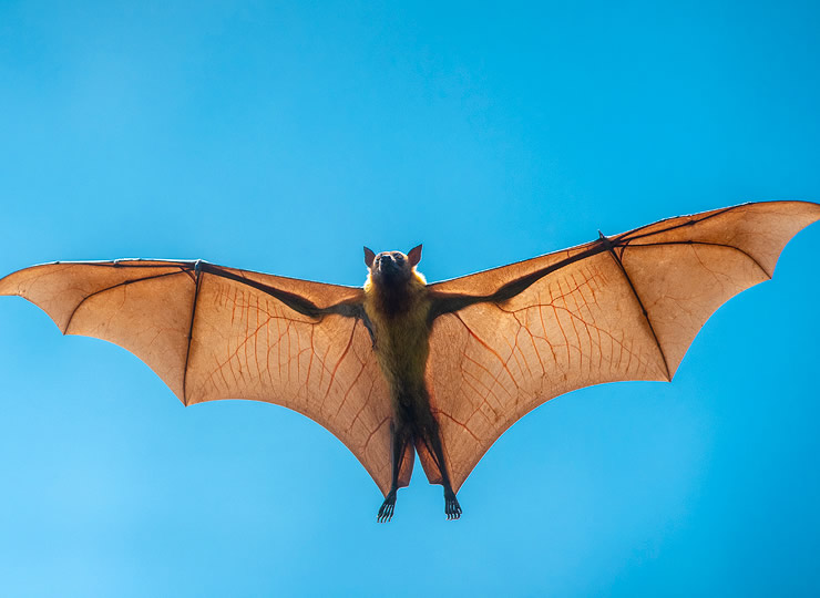 Keystone Species Sampler: Flying Fox