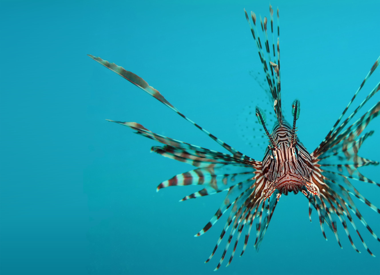 Lionfish Invasion: Density-Dependent Population Dynamics