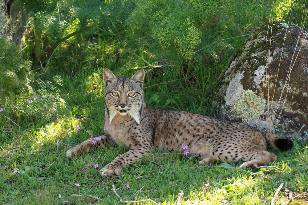 lynx lying in a shaded grassy area