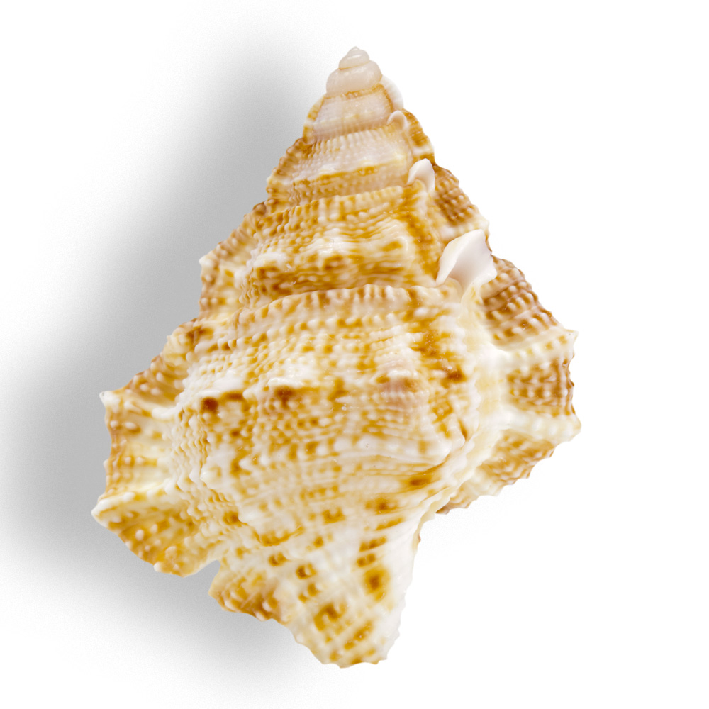 Shell 3