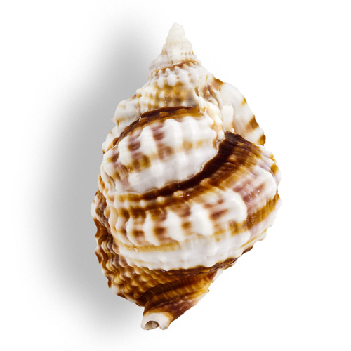Shell 8