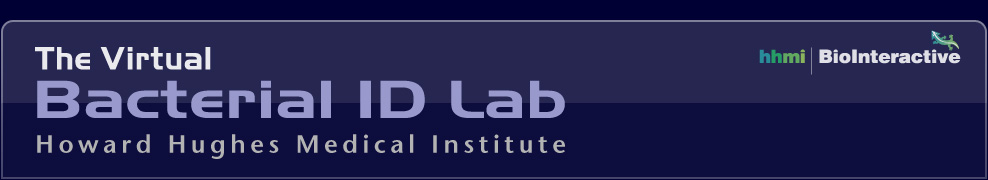 Bacterial Identification Virtual Lab | HHMI's BioInteractive