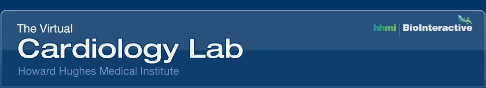 Cardiology Virtual Lab | HHMI's BioInteractive