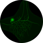 Neurophysiology Virtual Lab Blog | taylorhartshorne
