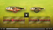 Stickleback Evolution Virtual Lab | HHMI's BioInteractive